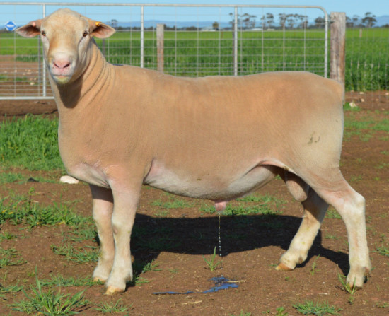 On Property Auction | Ashmore Rams | South Australia